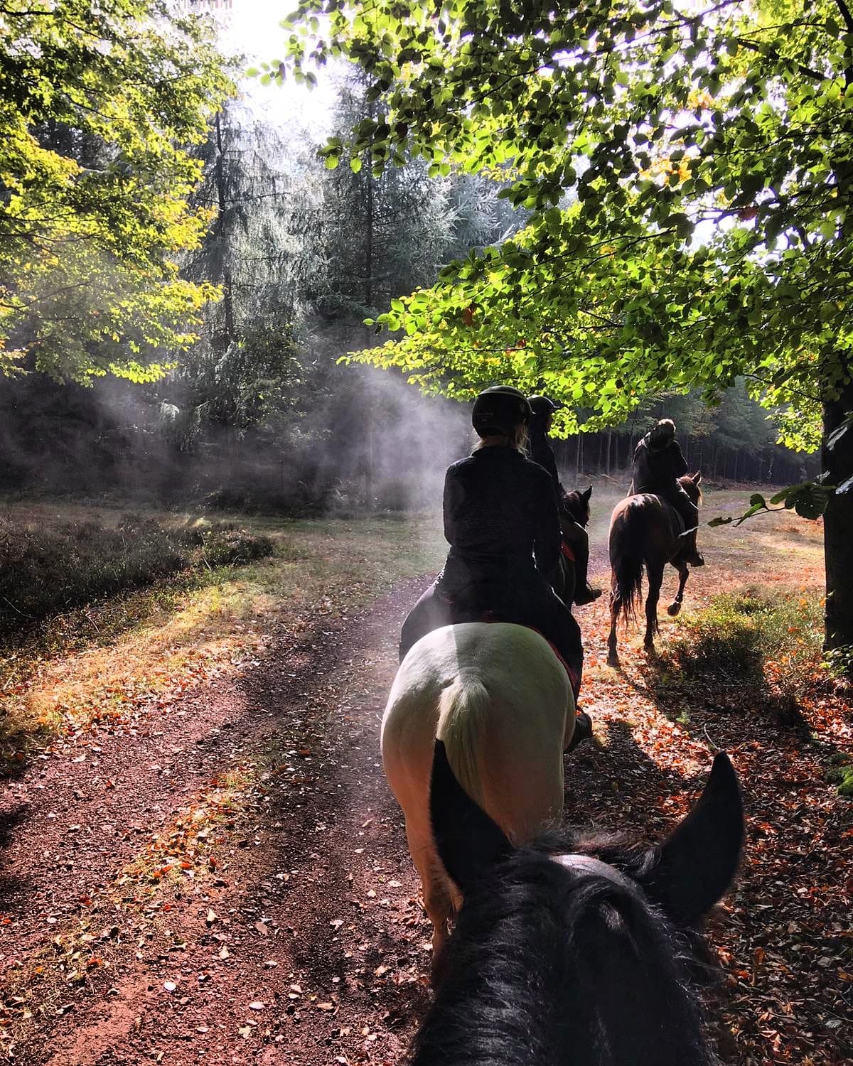 La foret ardennaise à cheval - Gite du Chateau de Lassus